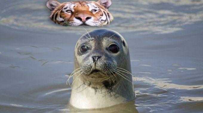 tiger_seal.jpg