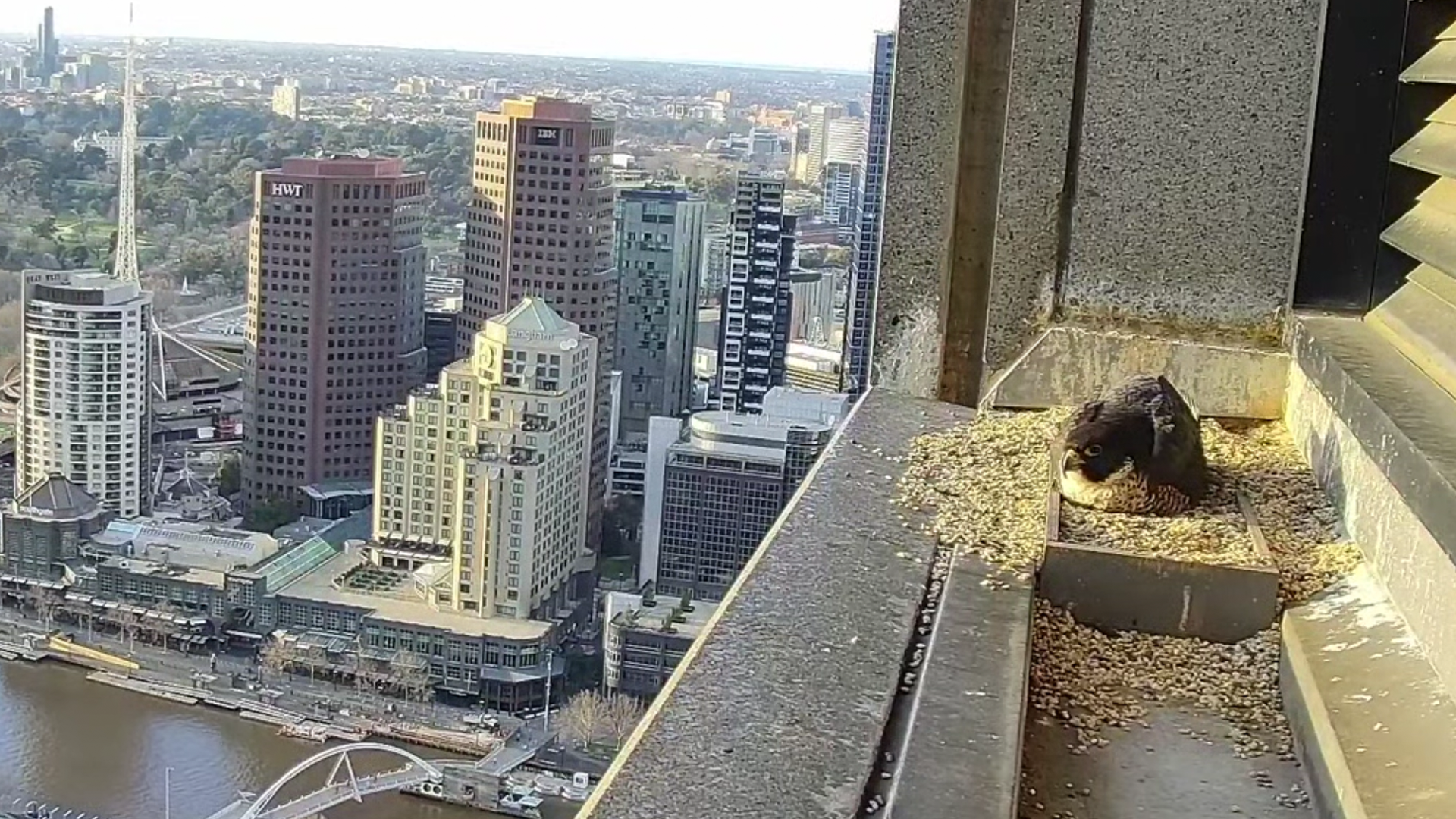The Peregrine Falcons at 367 Collins Street Are Back!!