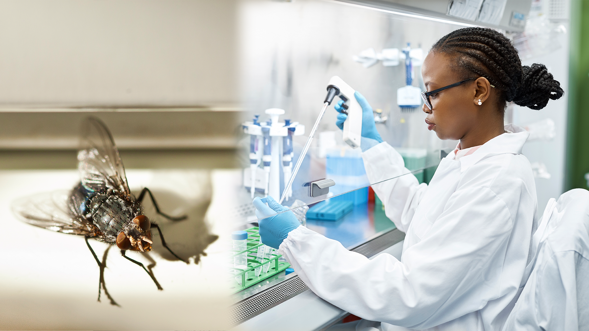 Scientists Are Breeding A Super Fly That Can Produce 100X More Offspring