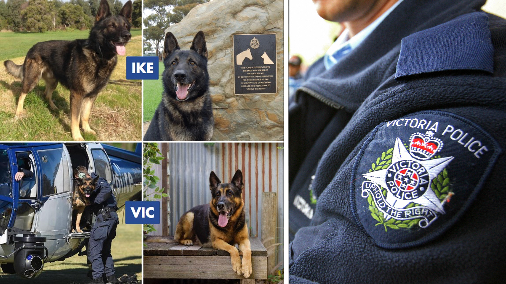Victoria Police Pays Tribute To Police Dogs Ike And Vic