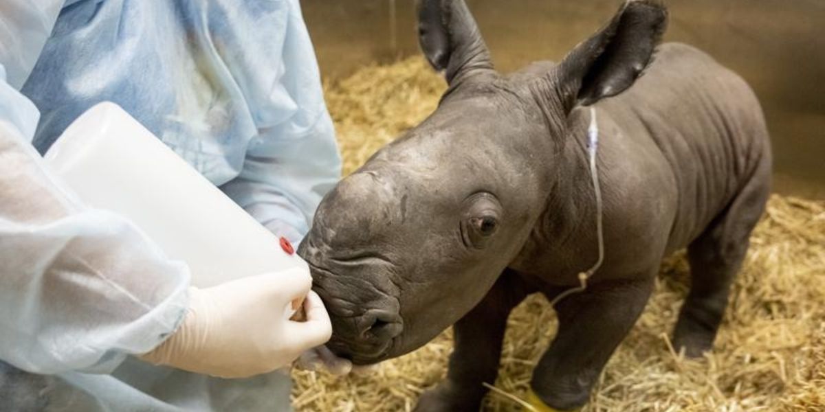 Victorian zoo welcomes birth of rare rhino calf