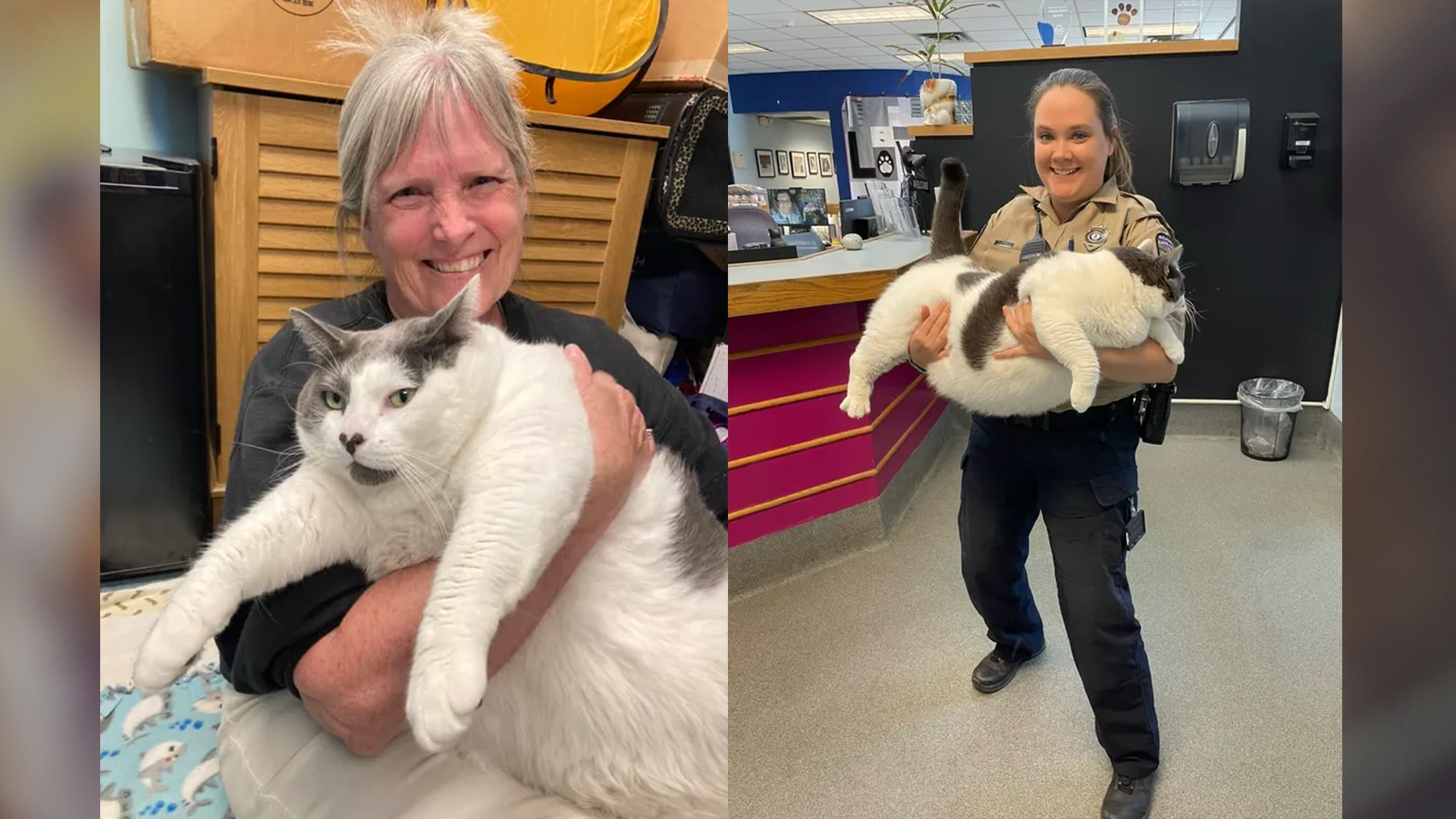 The Internet Falls In Love With Patches The 19 Kilo Cat And Gets Him ...
