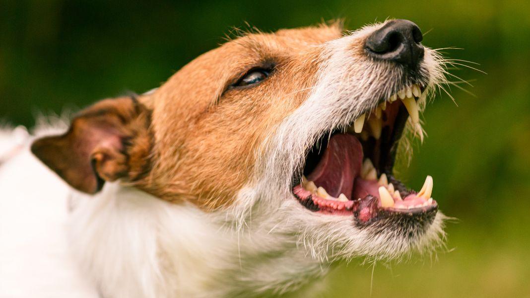 Posties Feel the Bite of Rising Dog Attacks
