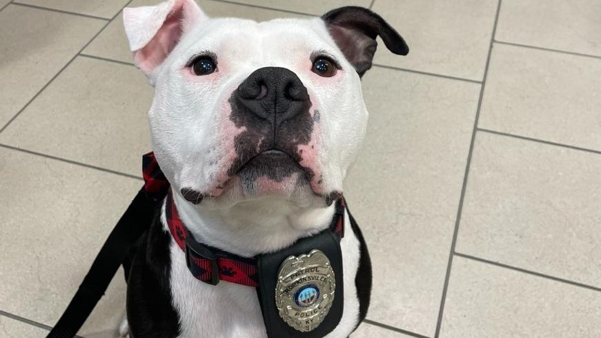 Pit Bull Is Sworn In By Police As "Paw-trol Officer"